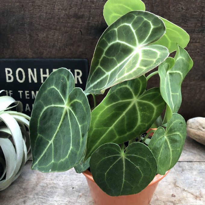 Yahoo!オークション -「観葉植物 アンスリウム」(観葉植物) の Yahoo!オークション -「観葉植物 アンスリウム」(観葉植物) の
