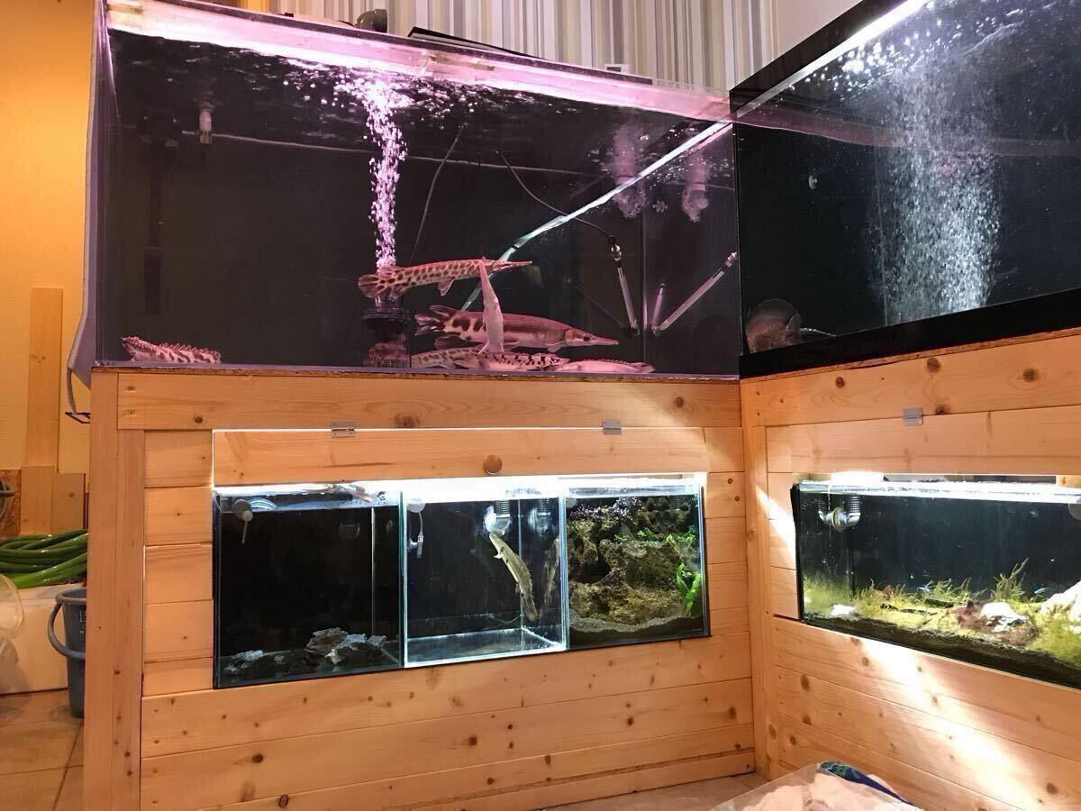 Yahoo!オークション -「1200水槽台」の落札相場・落札価格 Yahoo!オークション -「1200水槽台」の落札相場・落札価格