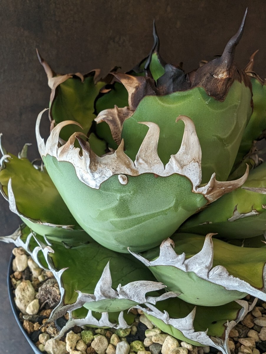 Yahoo!オークション -「spine」(アガベ) (観葉植物)の落札相場 Yahoo!オークション -「spine」(アガベ) (観葉植物)の落札相場