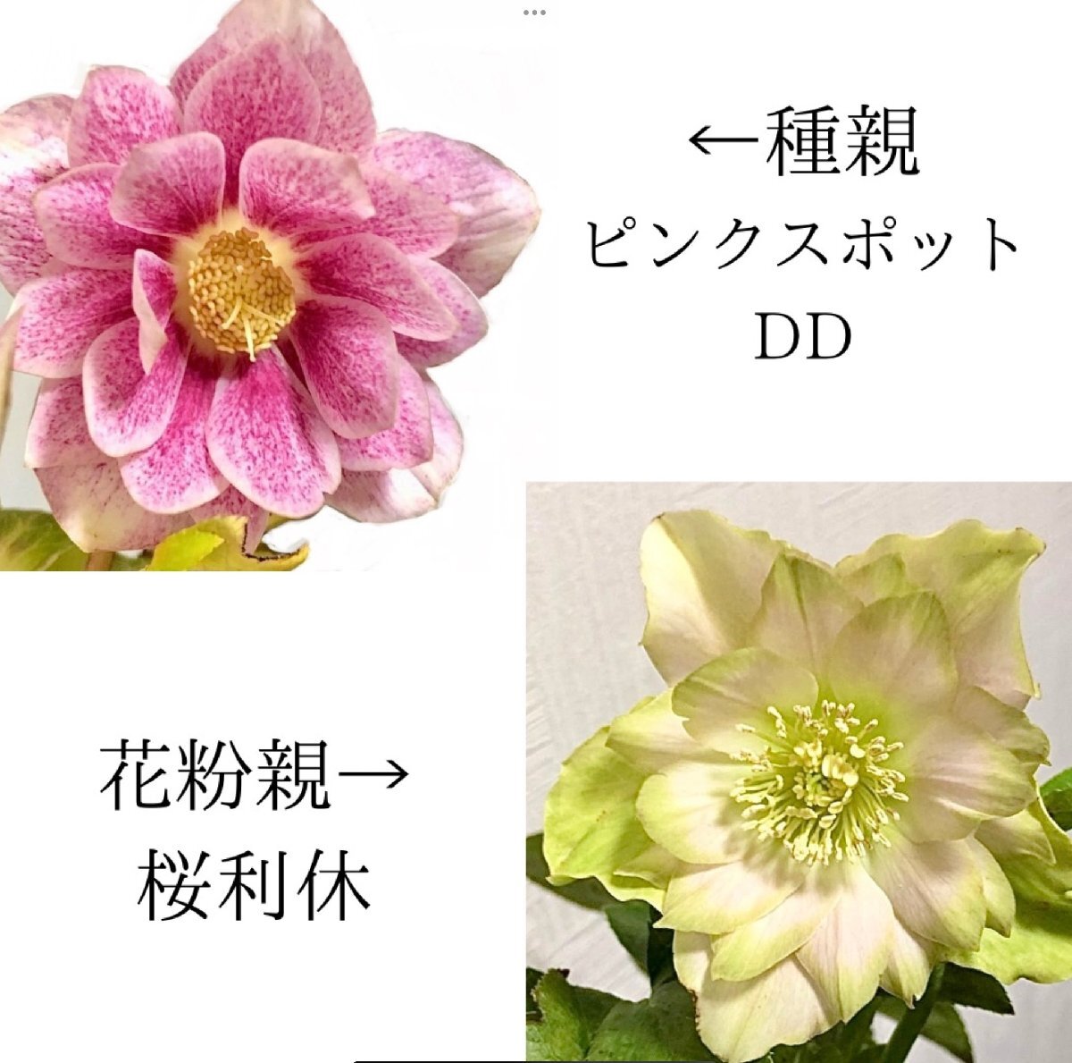 Yahoo!オークション -「利休」(花、園芸) の落札相場・落札価格 Yahoo!オークション -「利休」(花、園芸) の落札相場・落札価格