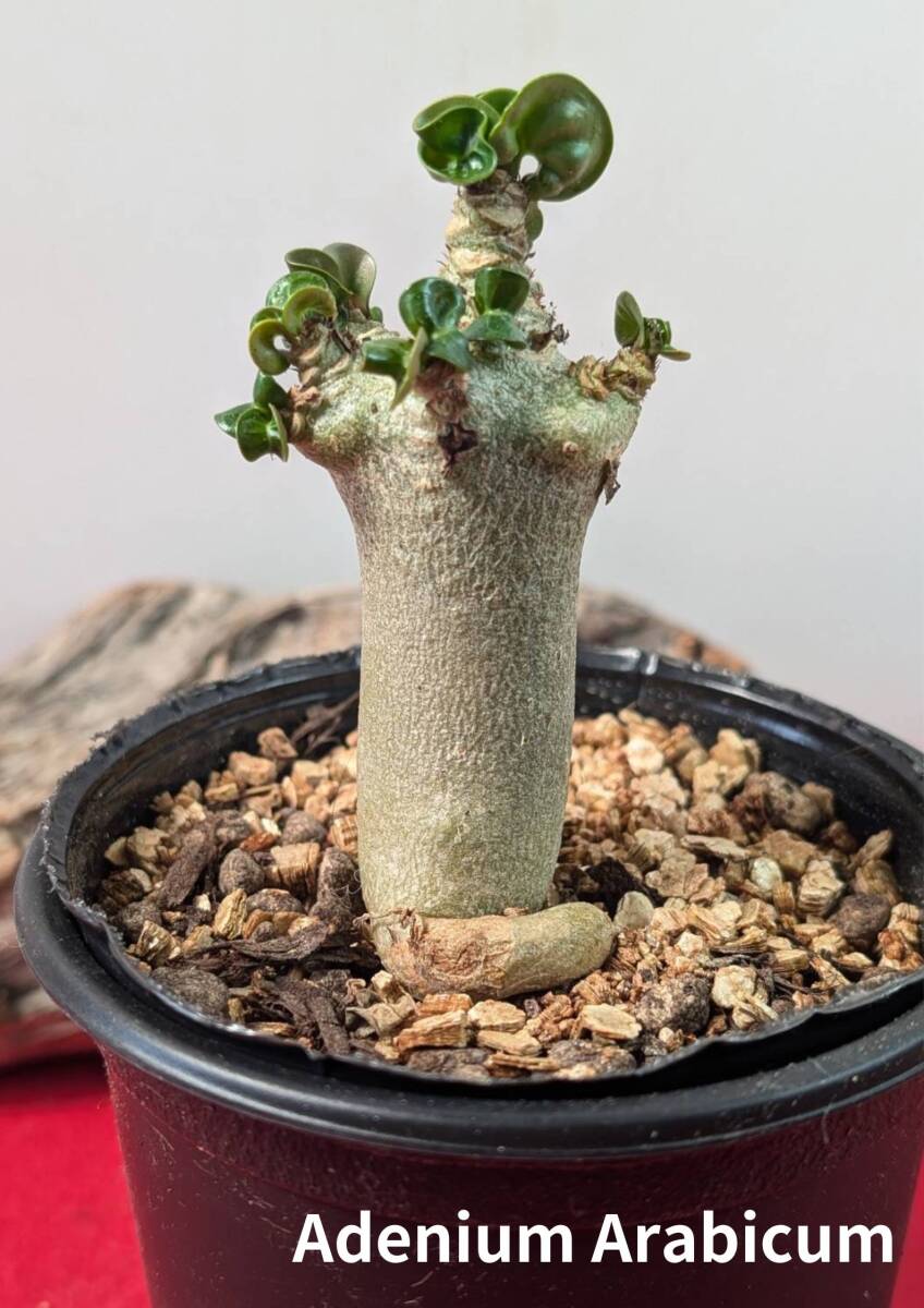 Yahoo!オークション -「アデニウム獅子葉」(観葉植物) の落札 Yahoo!オークション -「アデニウム獅子葉」(観葉植物) の落札