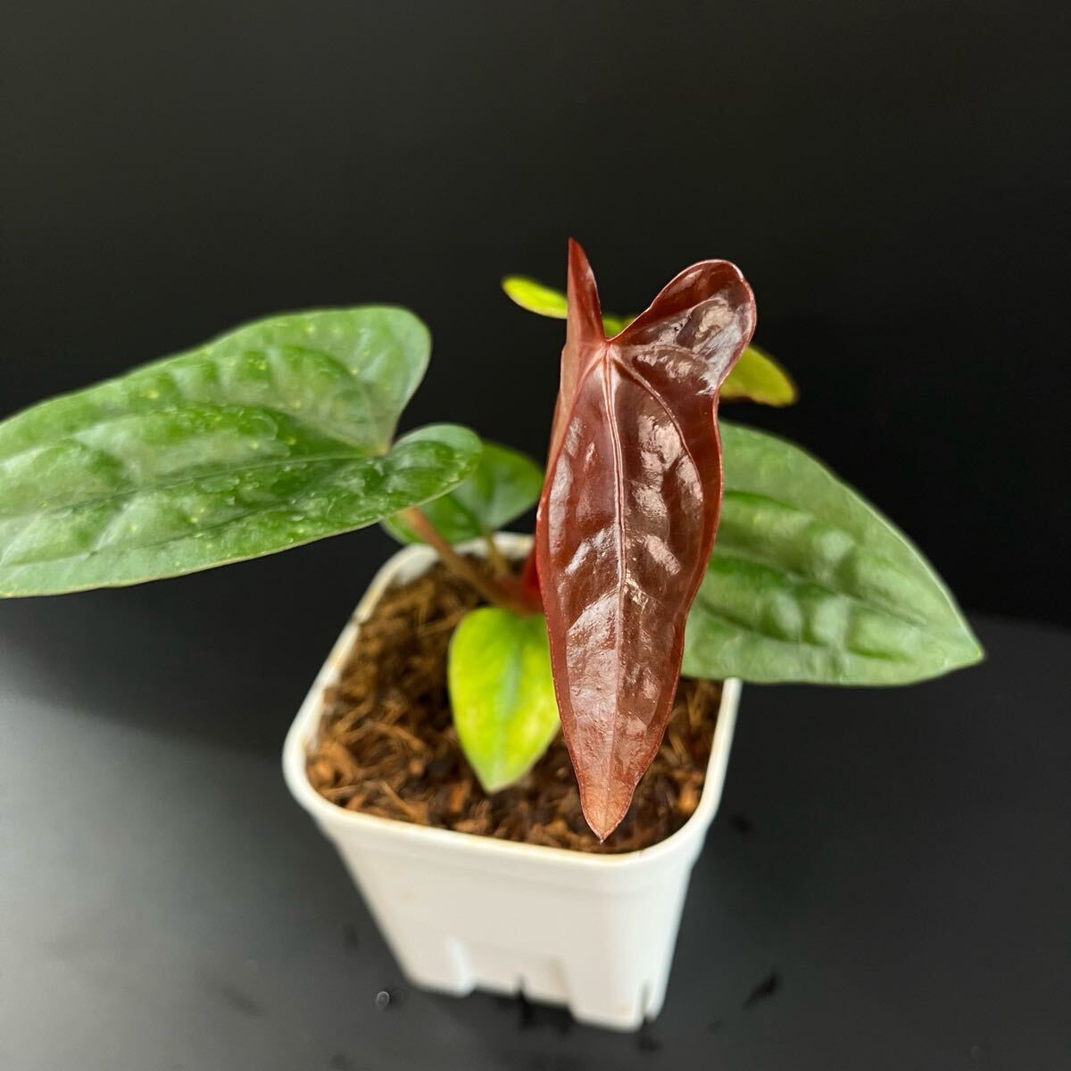 Yahoo!オークション -「anthurium luxurians」の落札相場・落札価格 Yahoo!オークション -「anthurium luxurians」の落札相場・落札価格