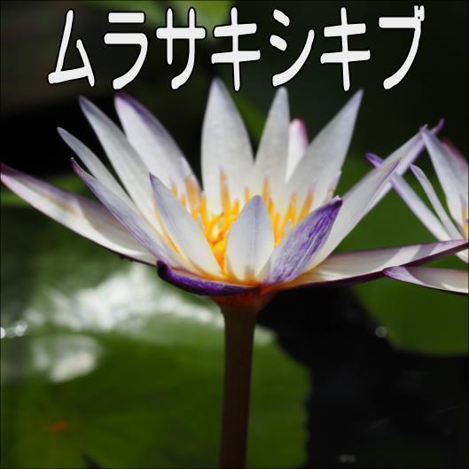 Yahoo!オークション -「ムカゴ 睡蓮」(花、園芸) の落札相場 Yahoo!オークション -「ムカゴ 睡蓮」(花、園芸) の落札相場
