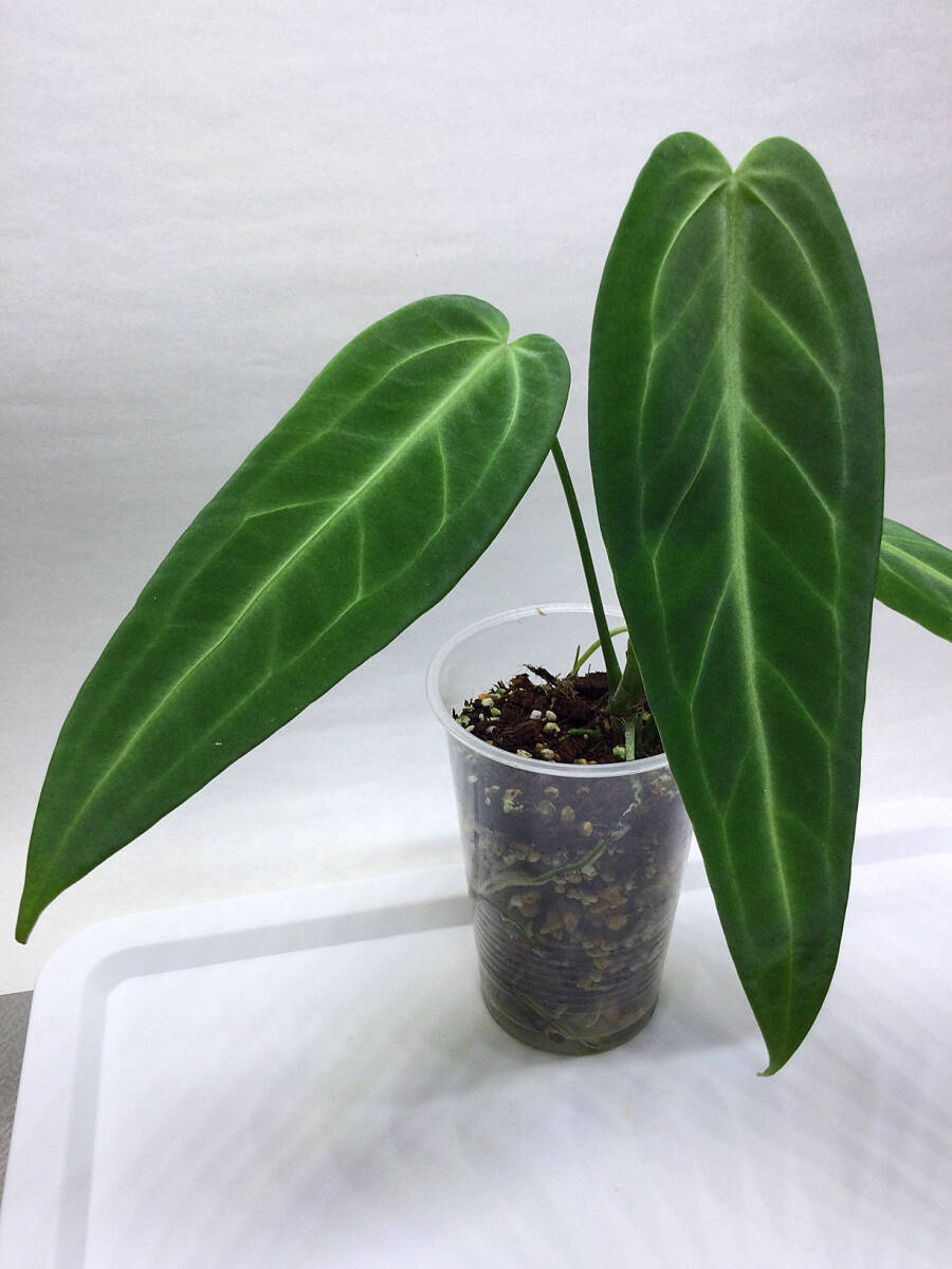 Yahoo!オークション -「植物 フィロデンドロン」の落札相場 Yahoo!オークション -「植物 フィロデンドロン」の落札相場