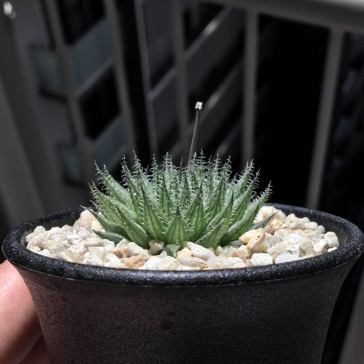 Yahoo!オークション -「(jil)」(サボテン) (観葉植物)の落札相場 Yahoo!オークション -「(jil)」(サボテン) (観葉植物)の落札相場