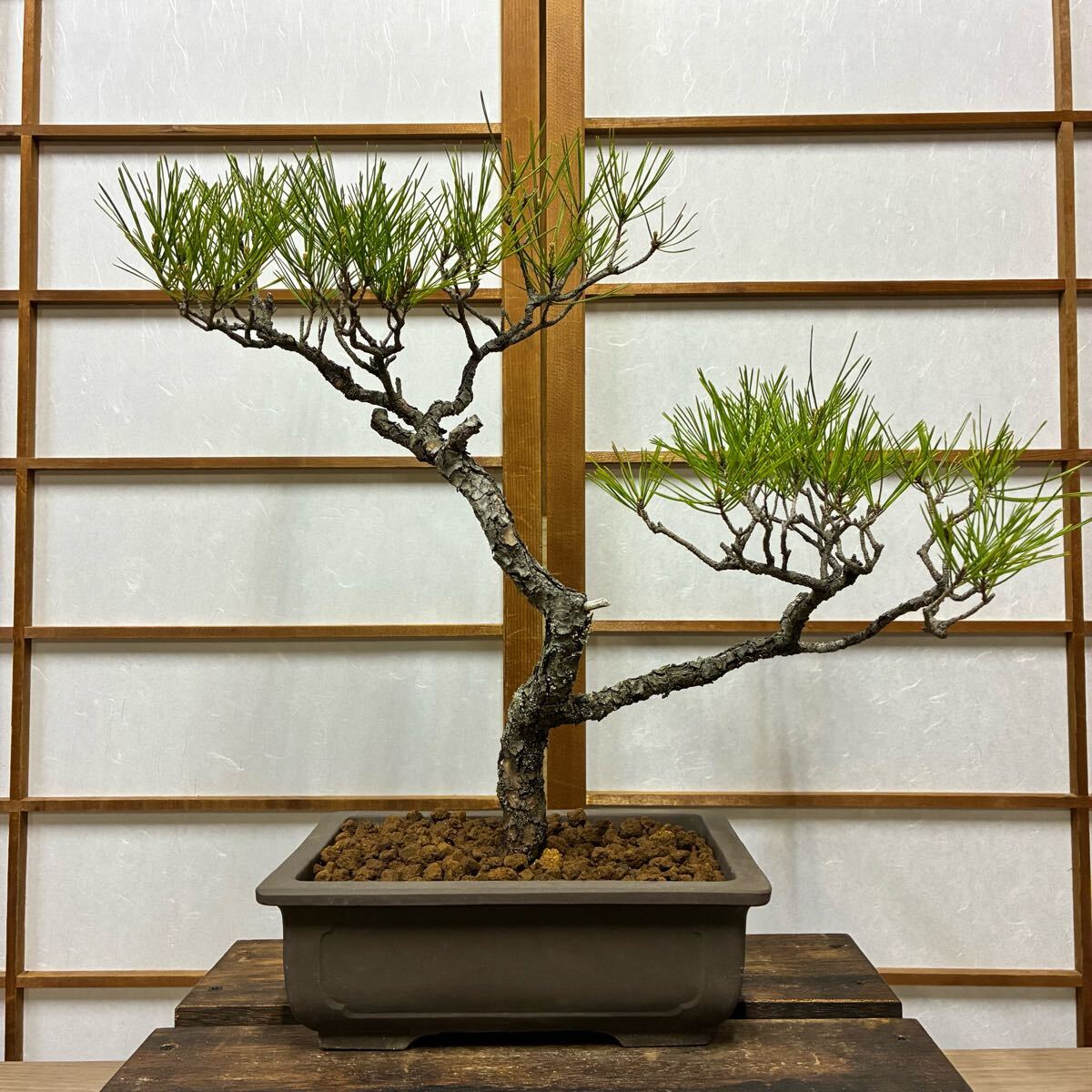 2025年最新】盆栽 赤松の商品一覧 - Yahoo!オークション 2025年最新】盆栽 赤松の商品一覧 - Yahoo!オークション