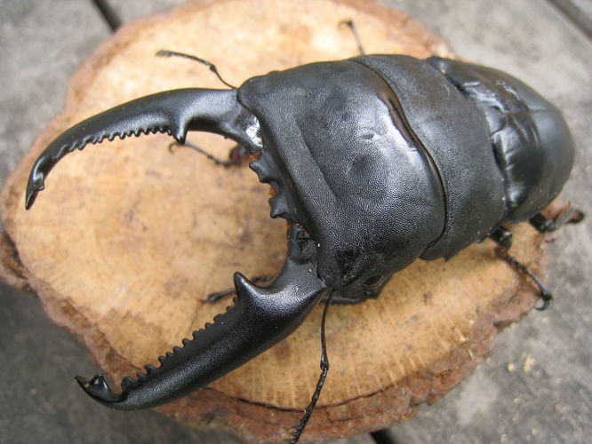 ☆☆美麗種！！ラエトゥスミヤマCBF1.初令～2令.5頭セット☆☆ Yahoo!オークション -「-46-」(虫類) の落札相場・落札価格