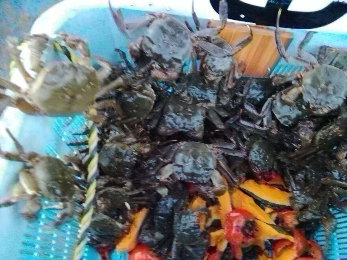 モクズカニメスのみ。2Kg