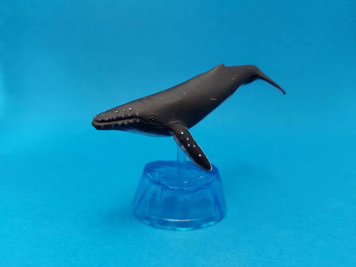 2025年最新】Yahoo!オークション -ザトウクジラの中古品・新品 2025年最新】Yahoo!オークション -ザトウクジラの中古品・新品