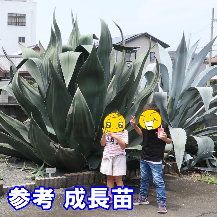 Yahoo!オークション -「fila フィラ」(アガベ) (観葉植物)の落札 Yahoo!オークション -「fila フィラ」(アガベ) (観葉植物)の落札