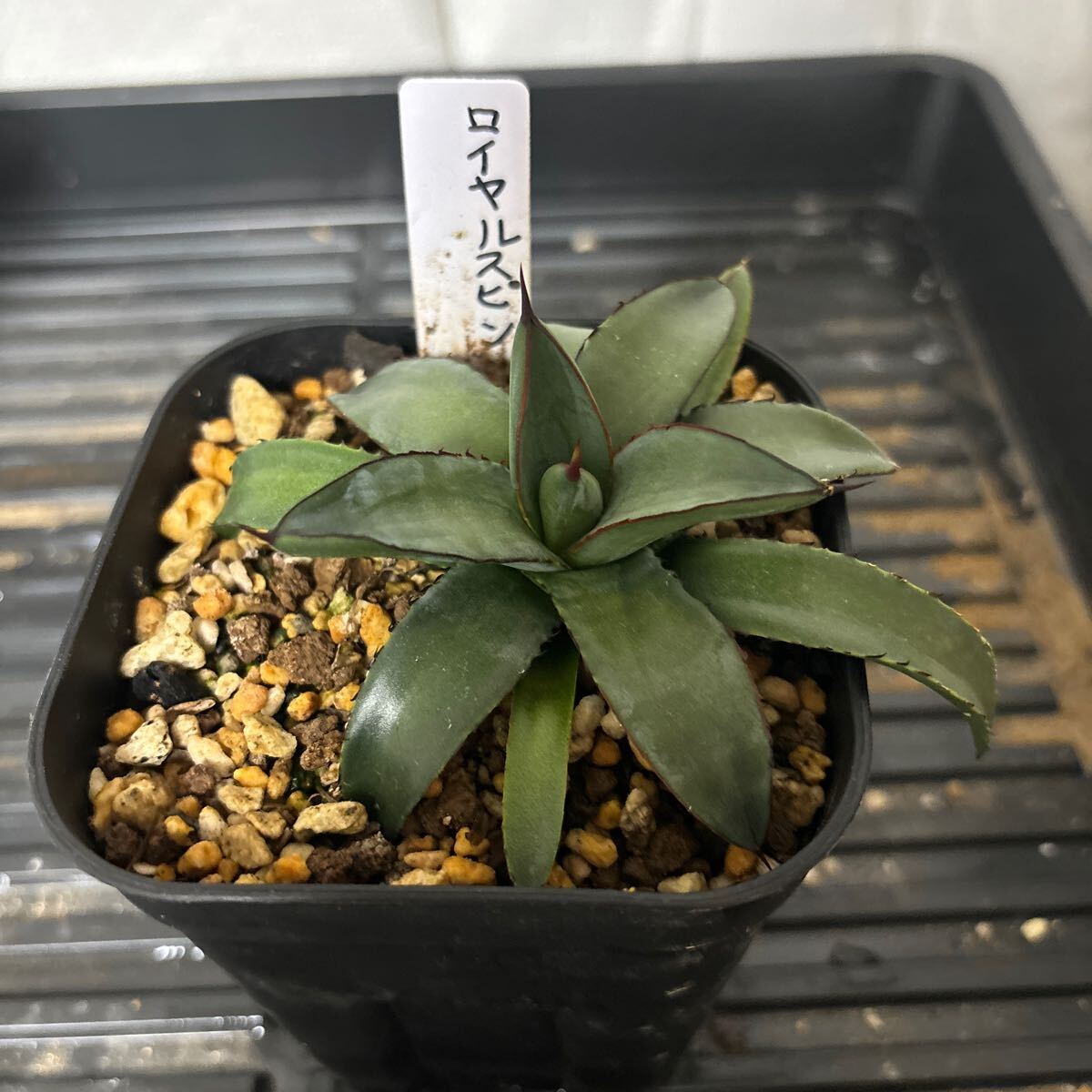 Yahoo!オークション -「spine」(アガベ) (観葉植物)の落札相場 Yahoo!オークション -「spine」(アガベ) (観葉植物)の落札相場